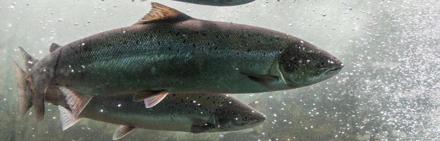 Bring Back the Salmon Initiative | OFAH Foundation